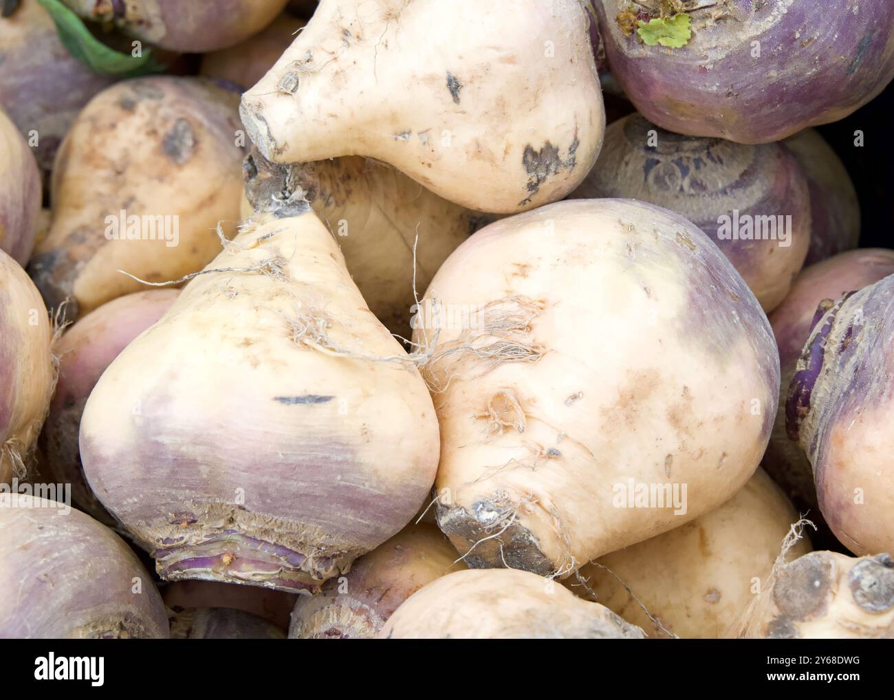 Turnip form hi-res stock photography and images - Alamy