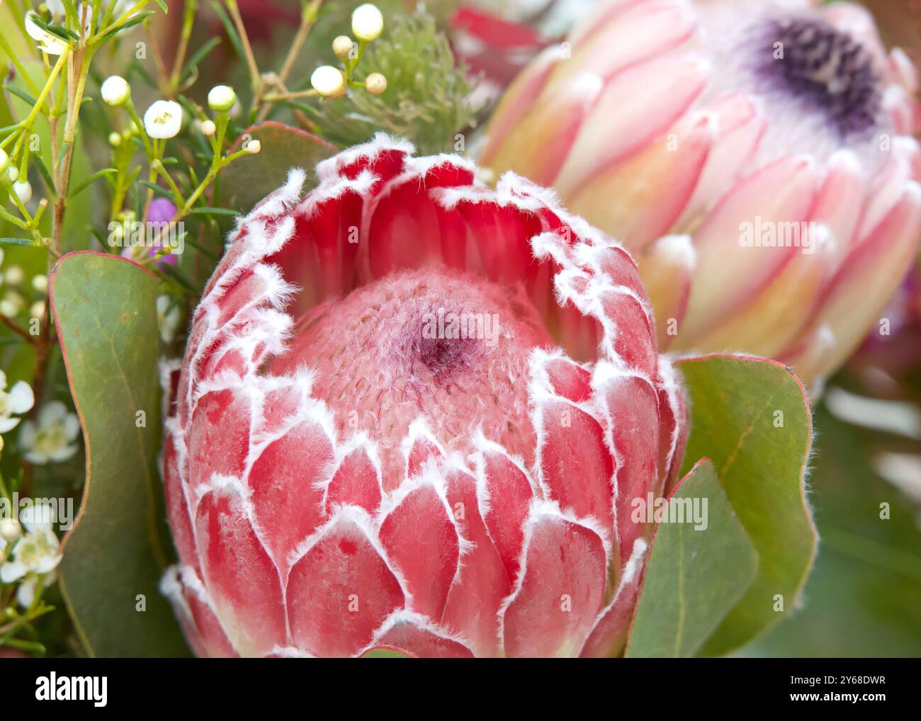 pink sugar bush protea flower, in a bouquet. Proteas are currently ...