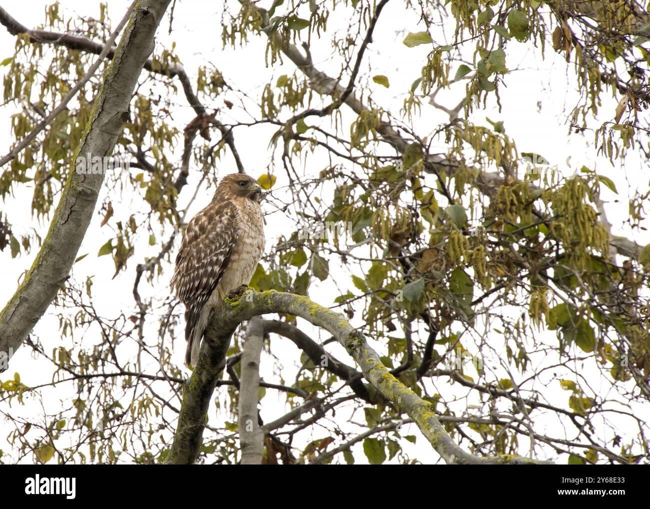 Cooper's Hawk perched on a tree branch on a wet windy rainy day looking ...