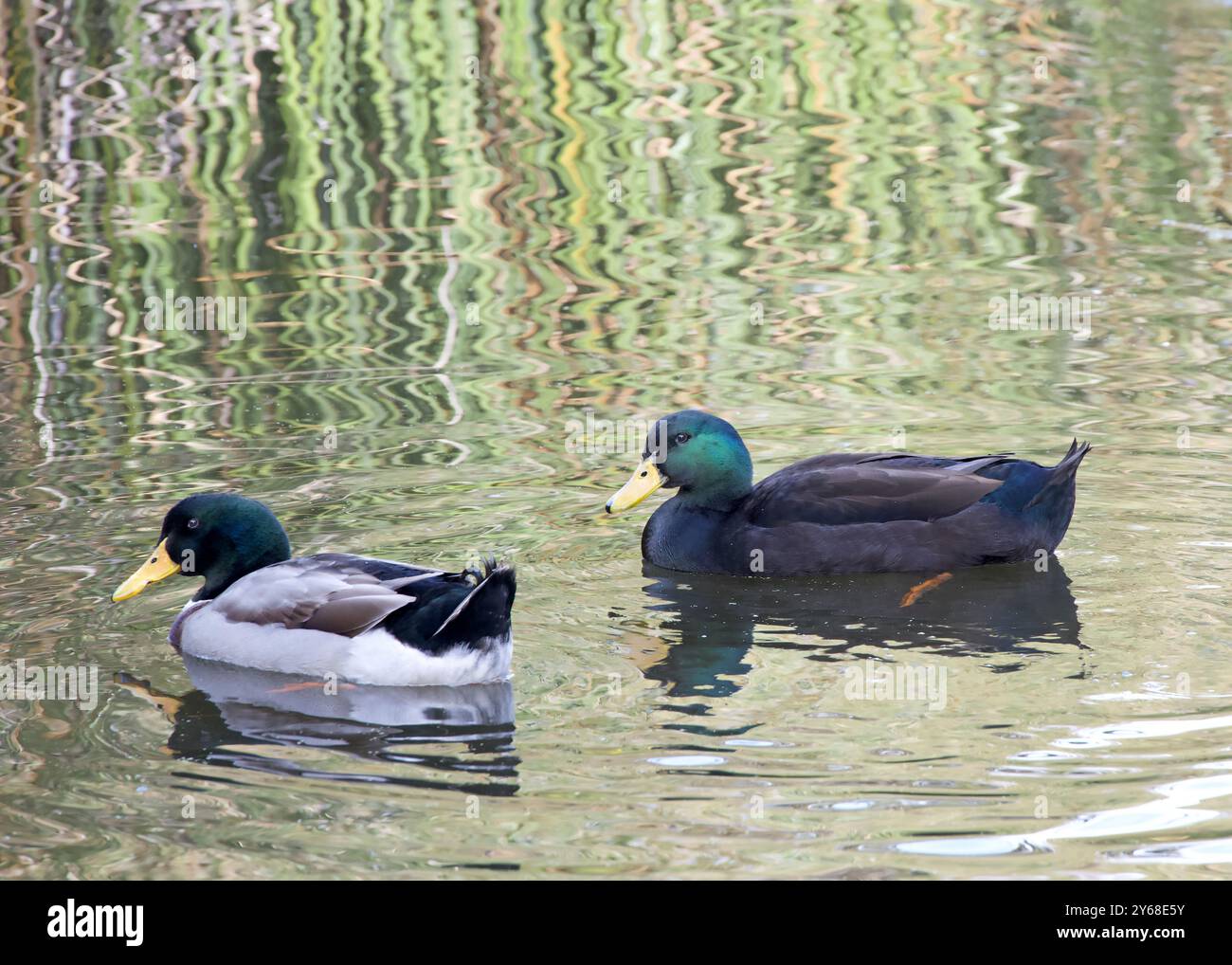 Male Hybrid duck referred to as a Park Duck swimming in calm dark pond ...
