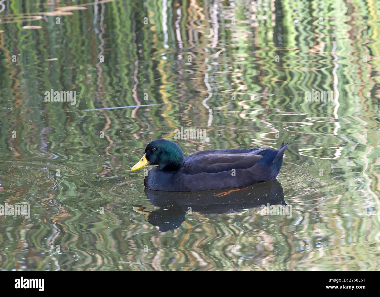 Hybrid Mallard duck referred to as a Park Duck swimming in calm dark ...