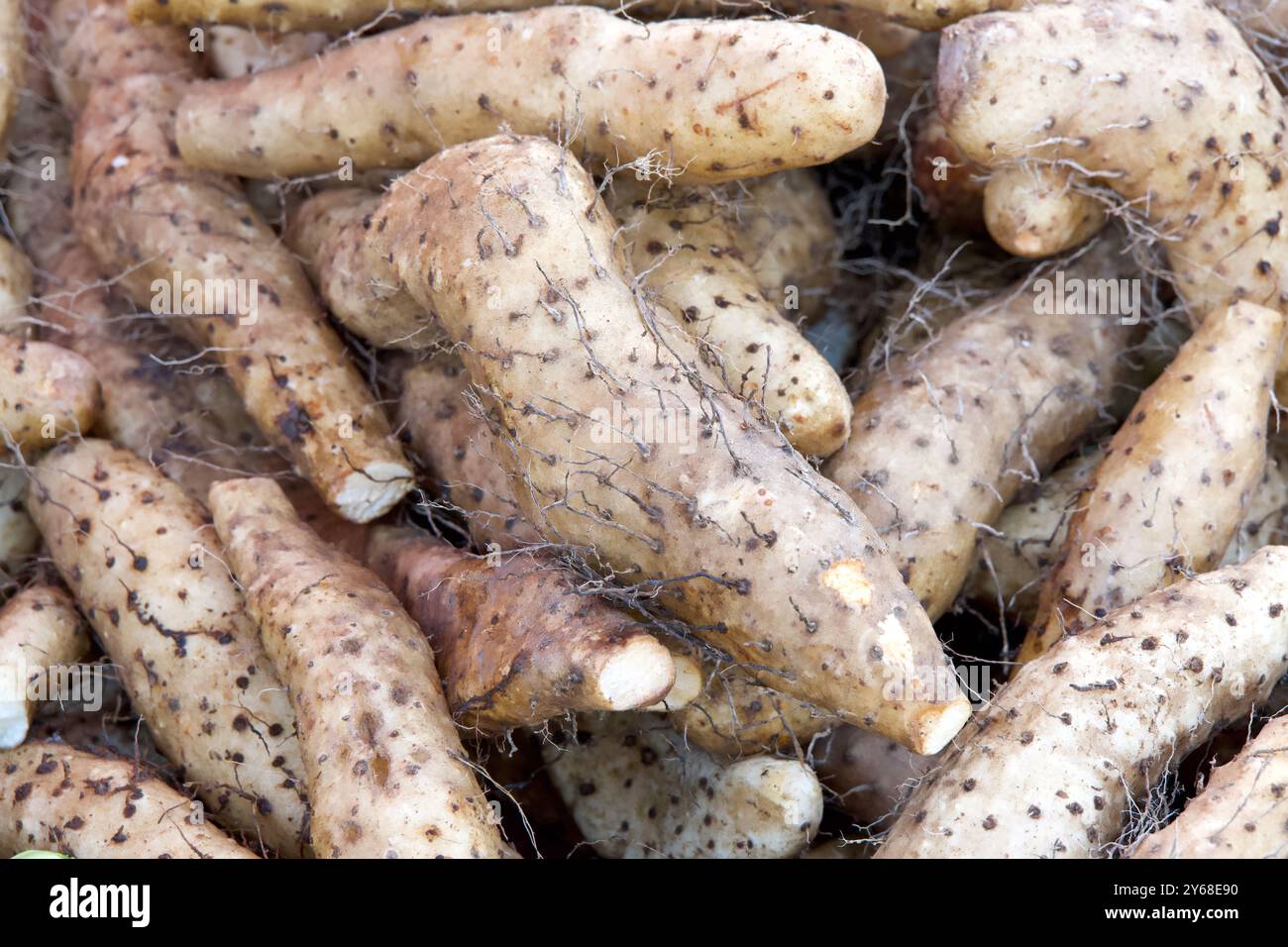 Close up on pile of Nagaimo Yams, also known as Chinese Yams, view from ...
