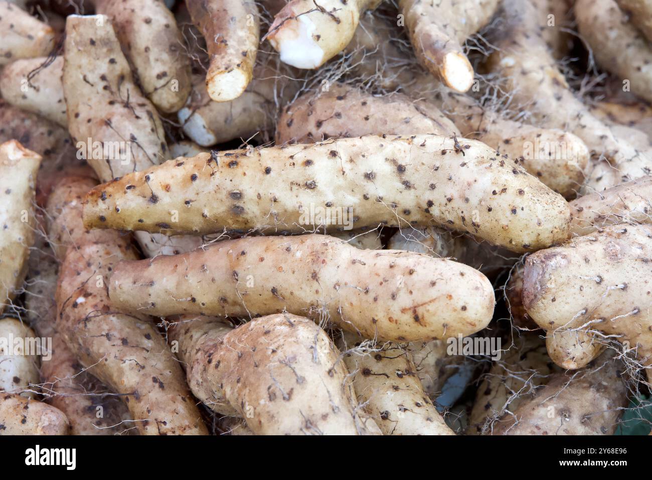 Close up on pile of Nagaimo Yams, also known as Chinese Yams, view from ...