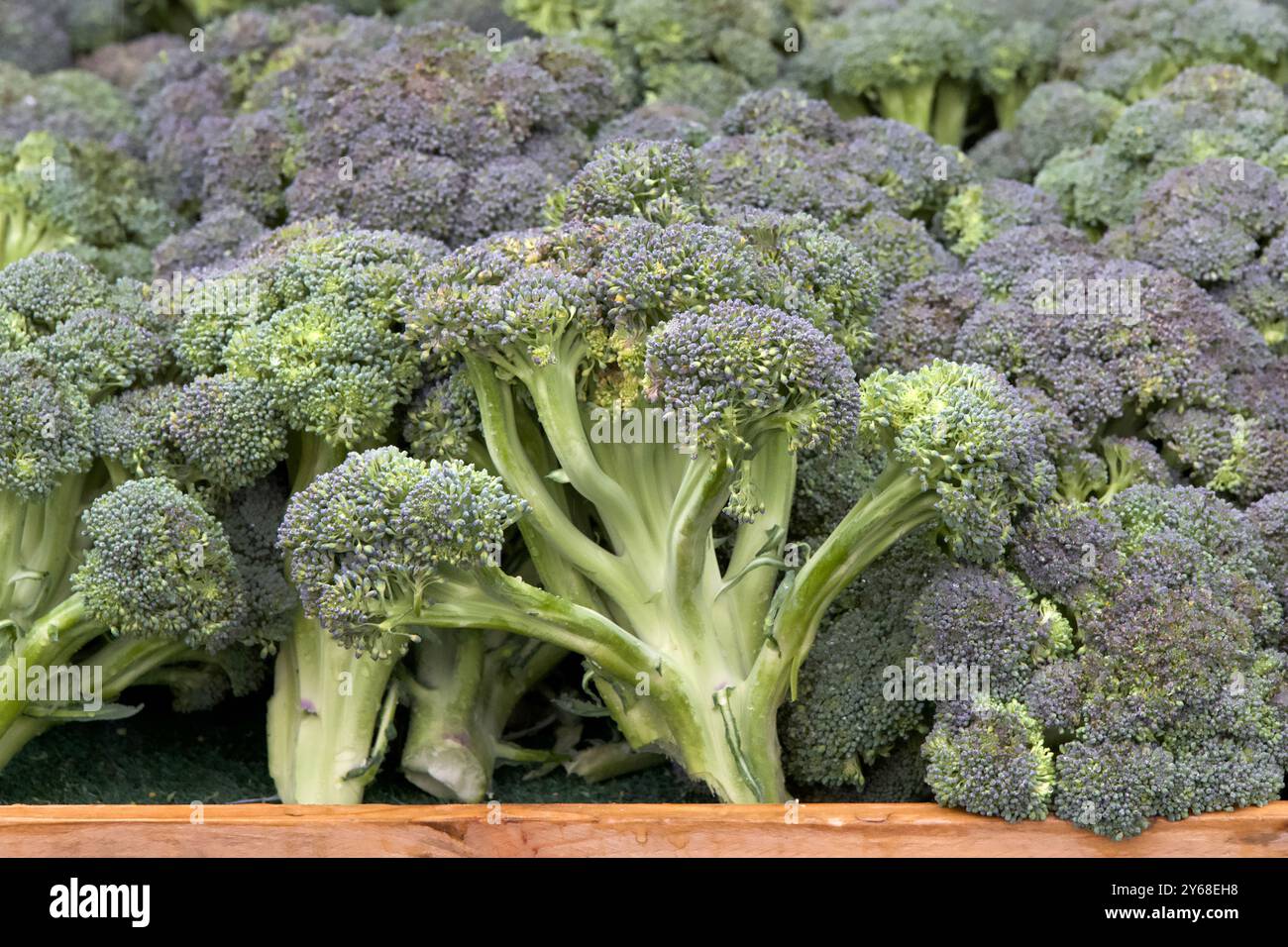 Close up on large Heads of broccoli, close up on Farmers market table ...