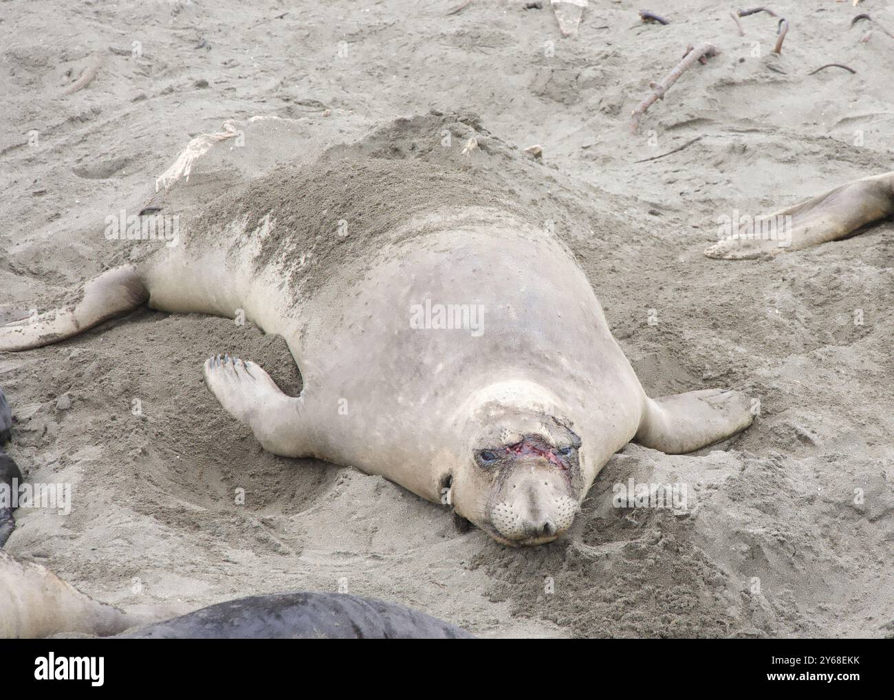 close up of female elephant seal hauled out on a beach in Northern ...