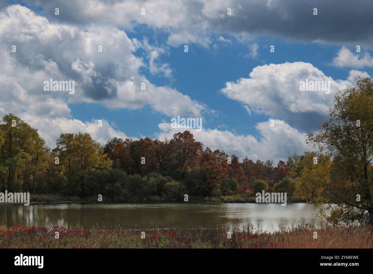 A lake surrounded by trees with fall foliage and wetland plants, in ...
