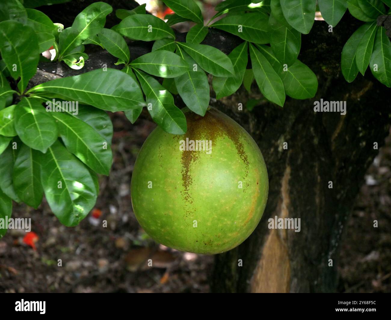 calabash fruit hanging in tree of crescentia cujete. Tropical tree ...