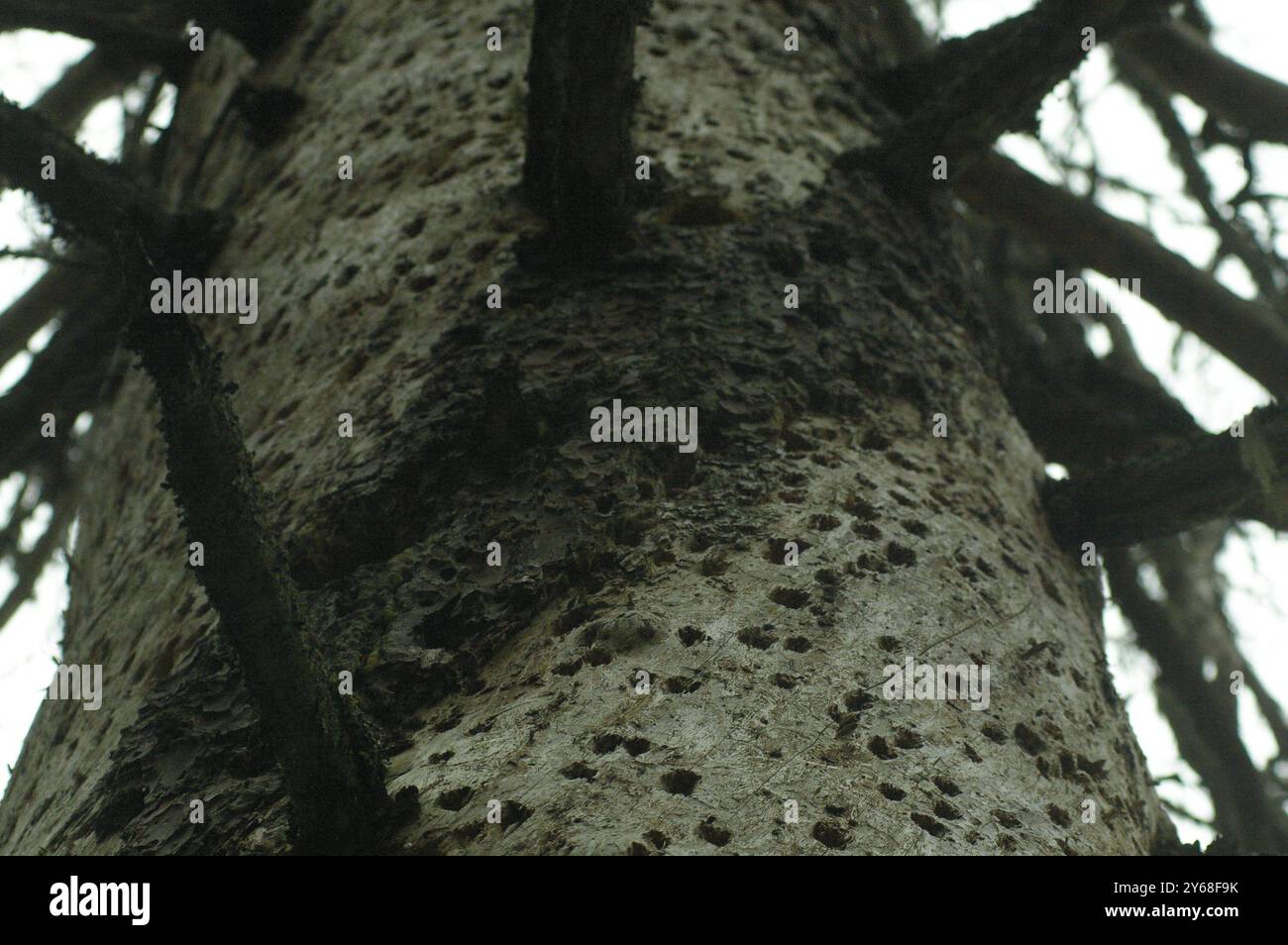 Dead tree with insect holes Stock Photo - Alamy
