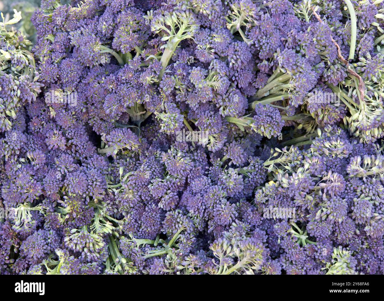 Bundles of small heads of broccoli, close up on Farmers market table ...