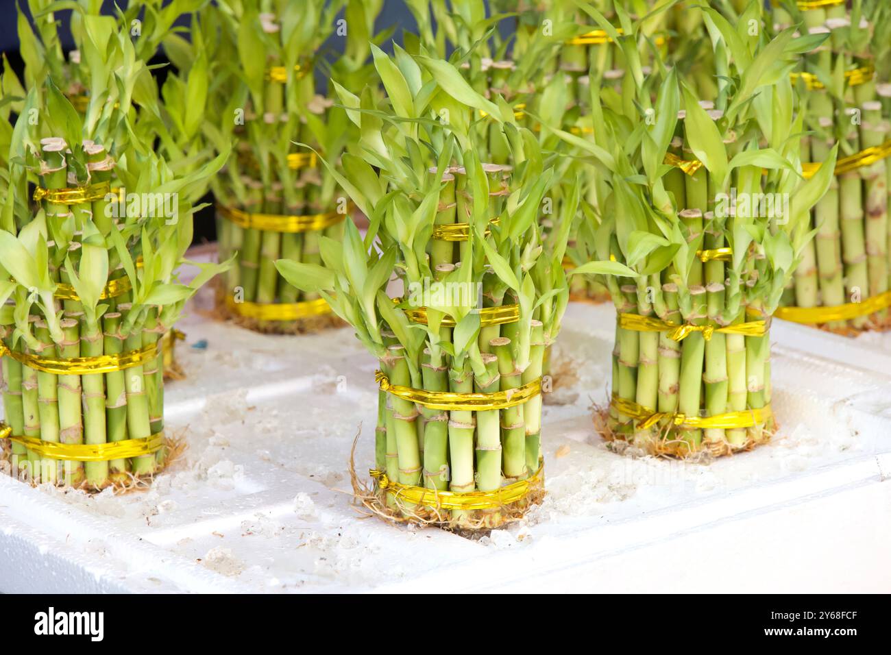 Bundles of Lucky Bamboo wrapped in gold coated wire with roots exposed ...