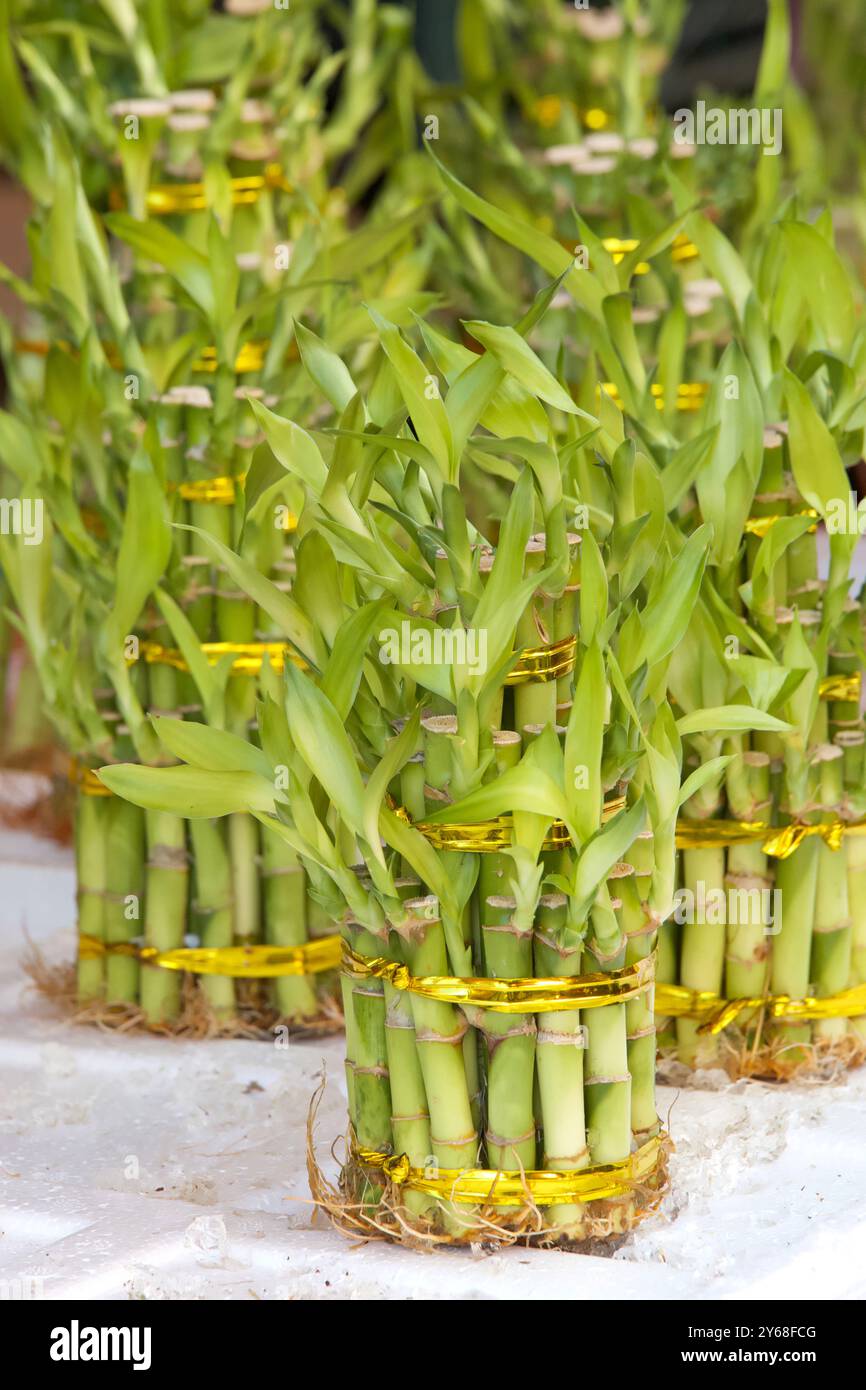Bundles of Lucky Bamboo wrapped in gold coated wire with roots exposed ...