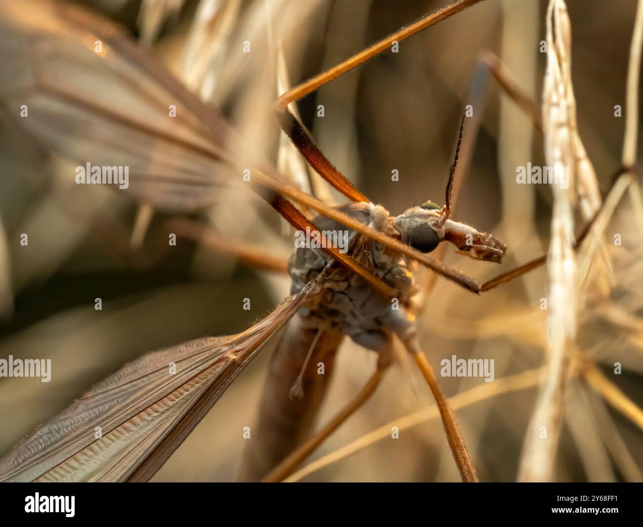 Crane fly long delicate hi-res stock photography and images - Alamy
