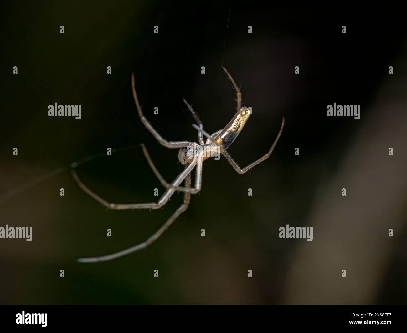 Spider out in the wild in web Stock Photo - Alamy