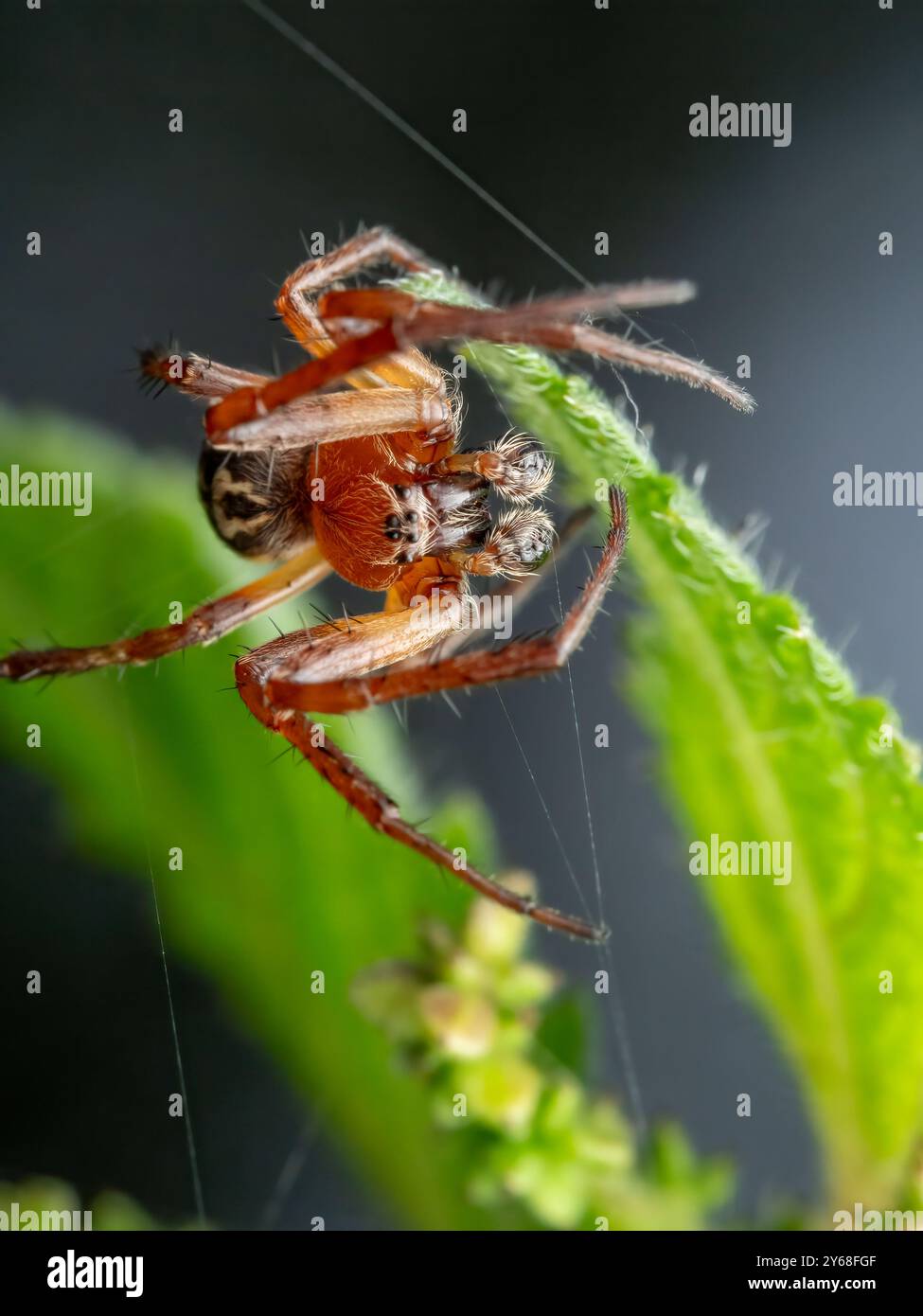Spider out in the wild in web Stock Photo - Alamy