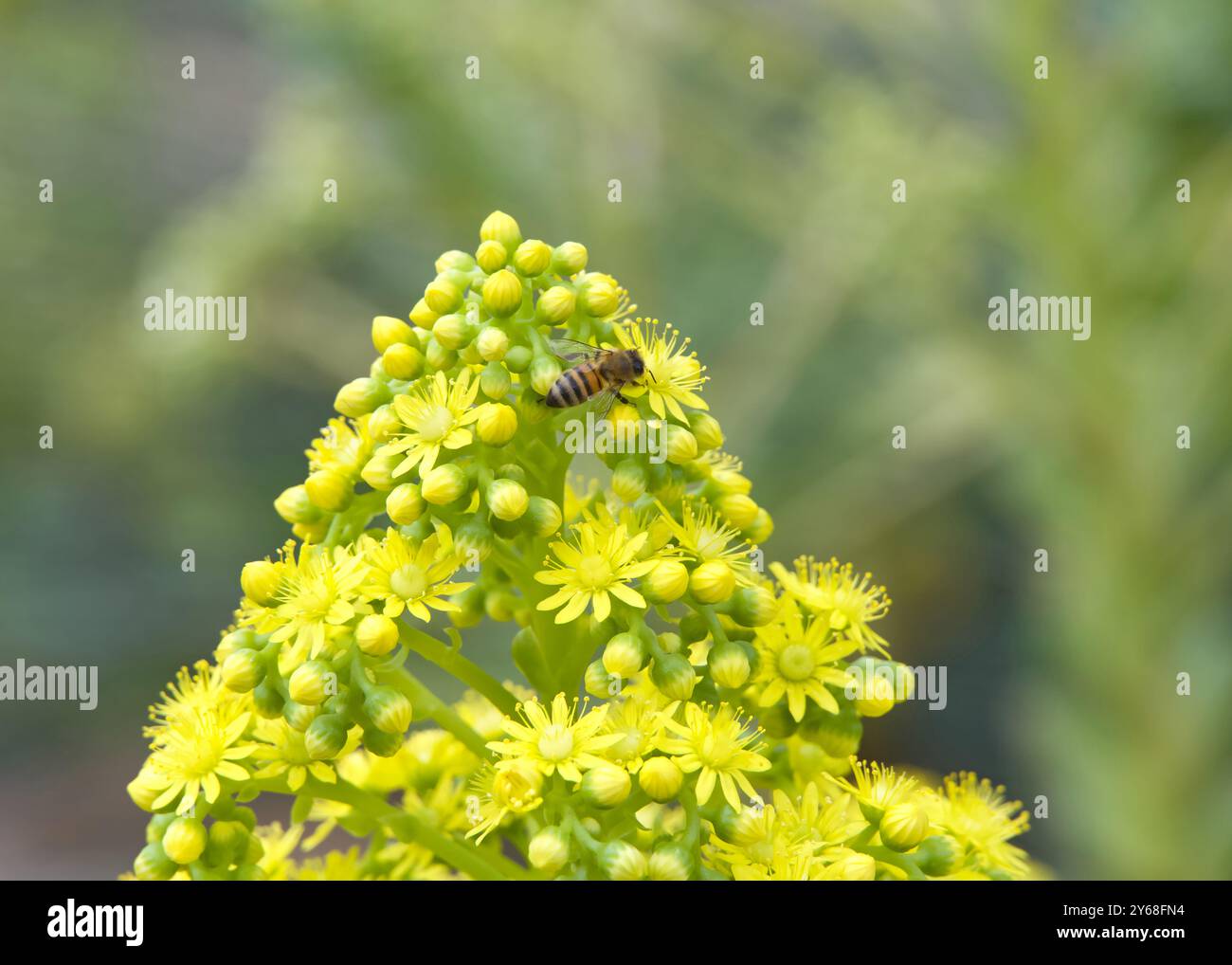 Bee collecting pollen in desert hi-res stock photography and images - Alamy