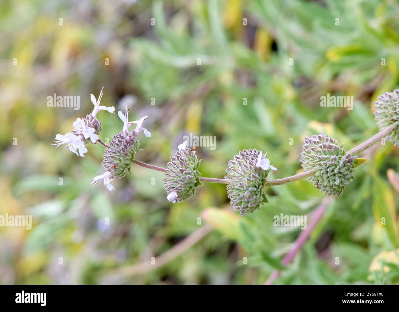 Close up on Salvia mellifera, commonly known as Black Sage, a drought ...