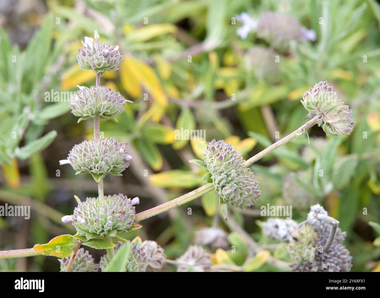 Close up on Salvia mellifera, commonly known as Black Sage, a drought ...