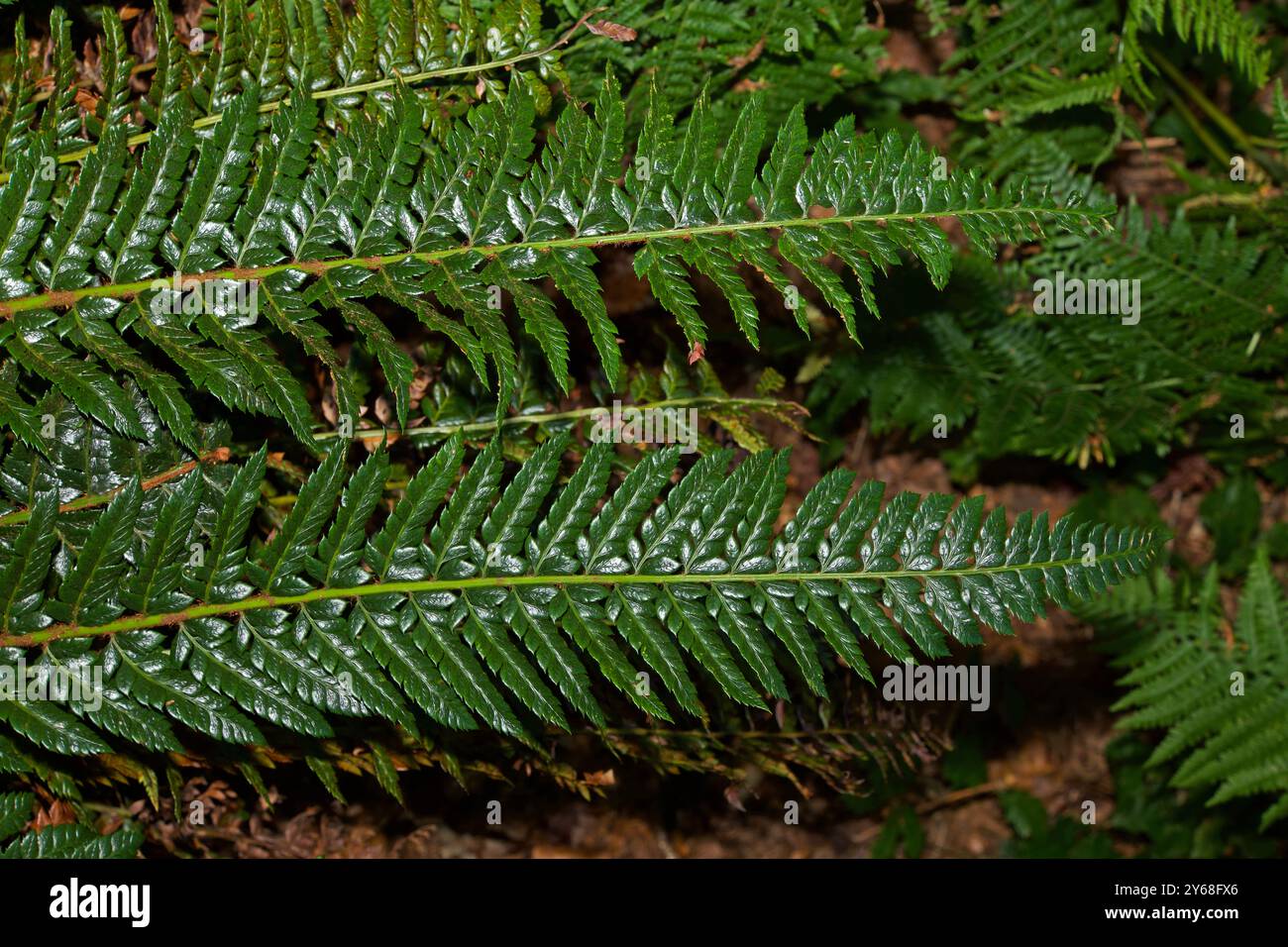 Polystichum aculeatum (hard shield-fern) is an evergreen fern that ...