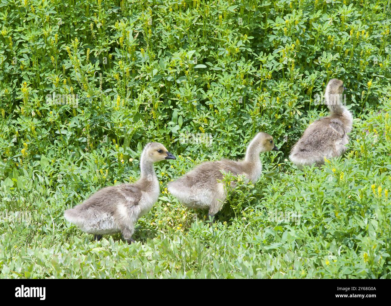 Canada Geese goslings following through green plants and grass in a ...