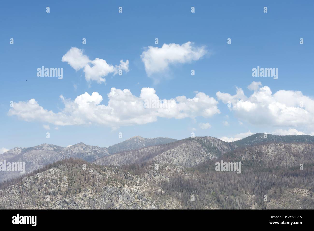 Mountain ridge line with Pine trees decimated by wildfire, Mountain and ...