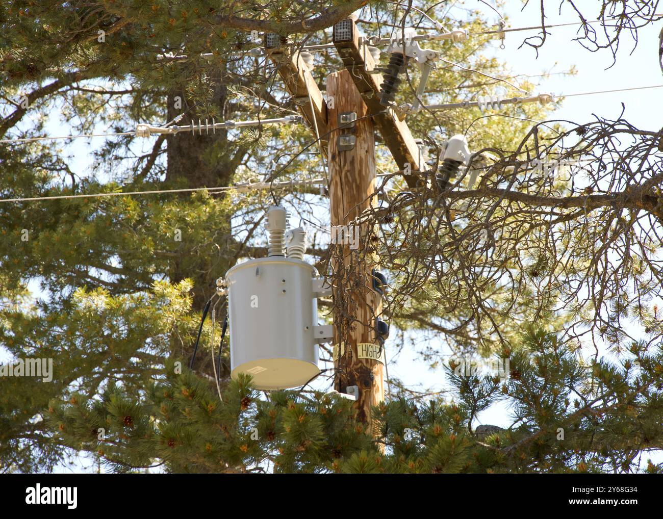 Power lines going through tall pine trees in the forest in Northern ...