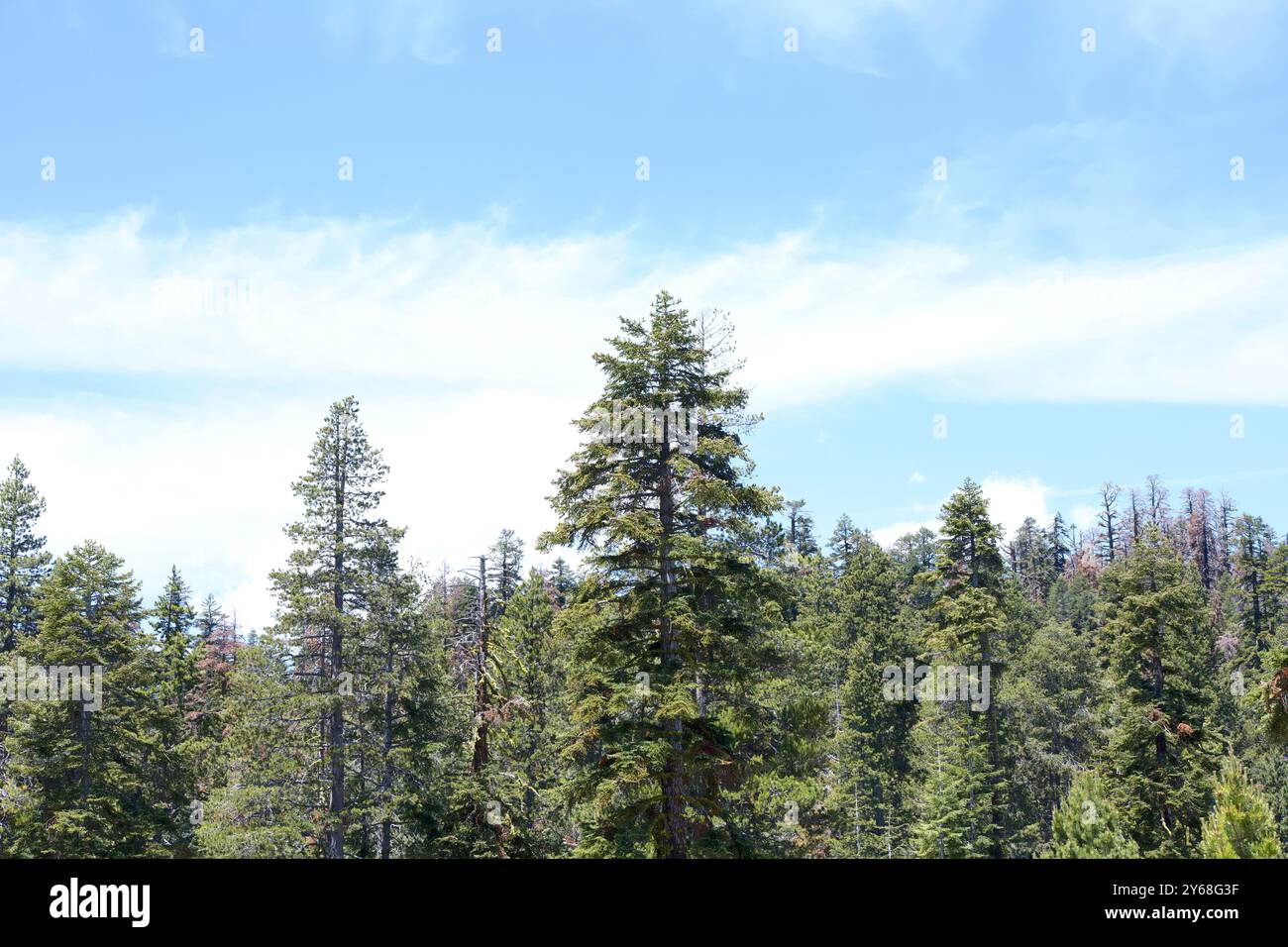 Pine trees with blue cloudy sky in background. Abies grandis , idahoensis. Interior grand fir ...
