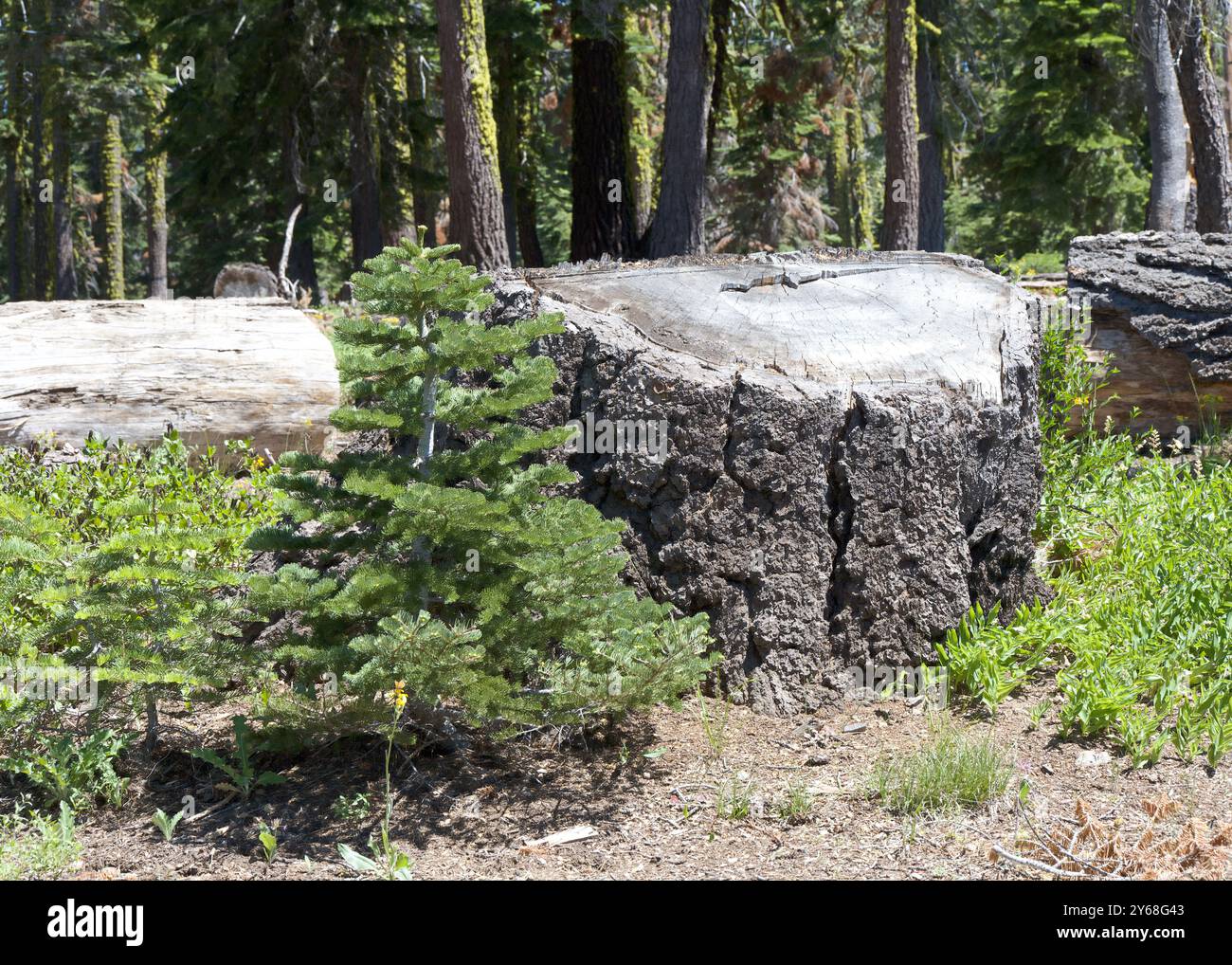 New growth, Pine tree. Abies grandis , idahoensis. Interior grand fir ...