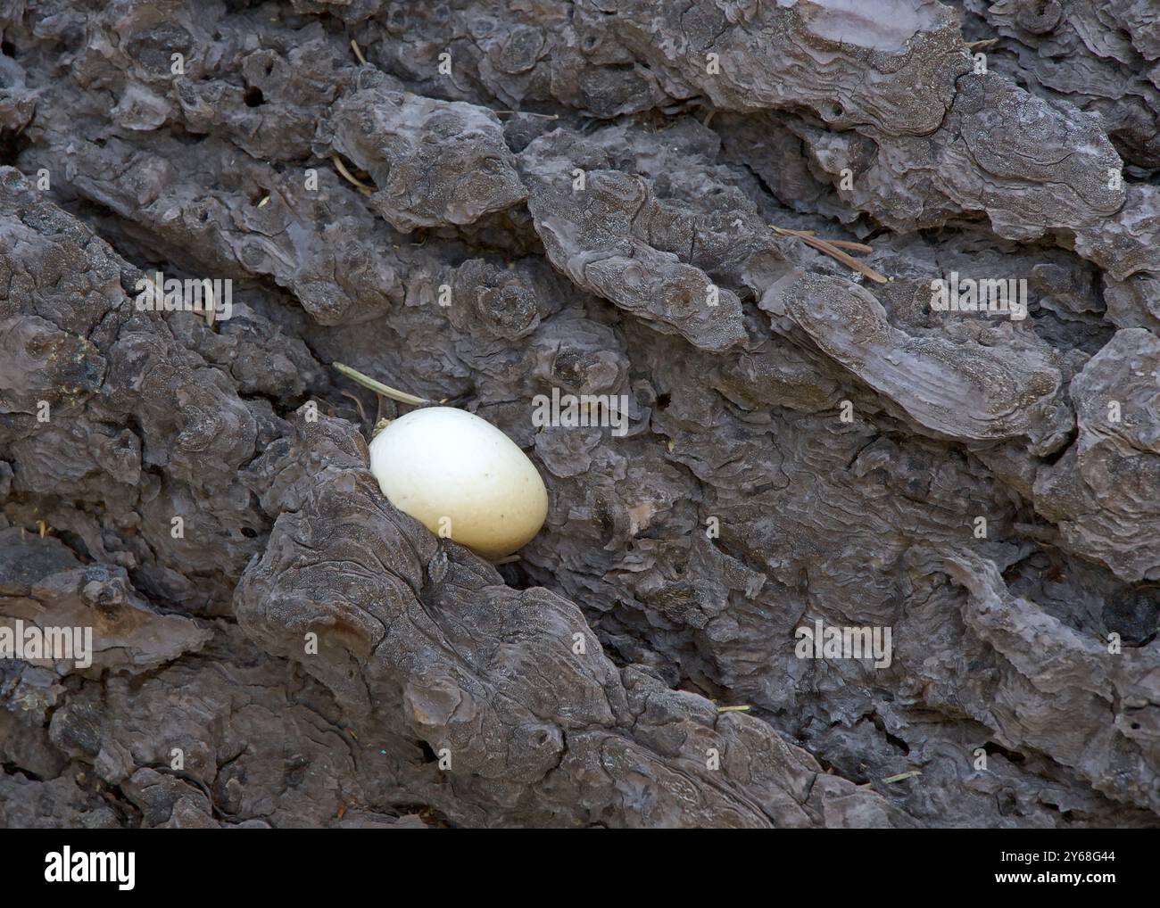 Close up on wild mushroom growing in fallen pine tree trunk ...