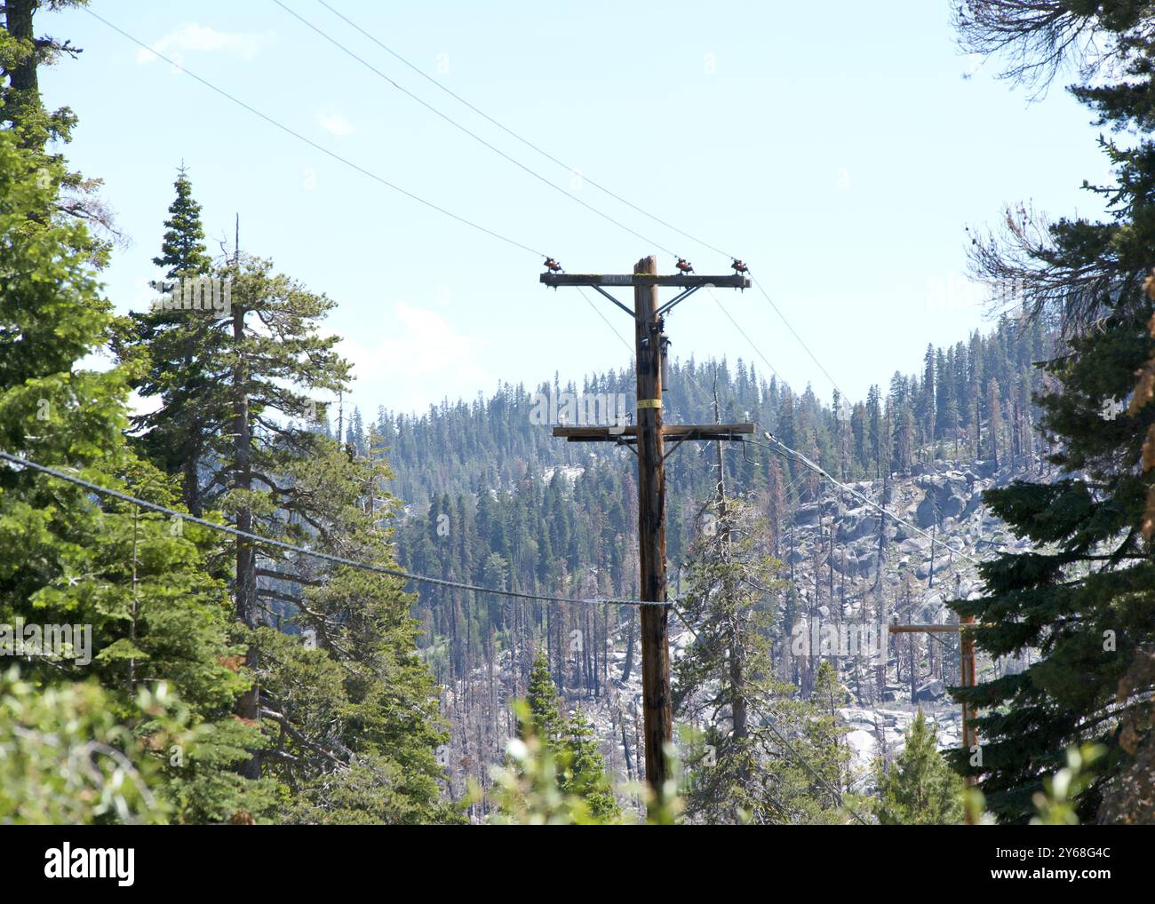 Power lines going through tall pine trees in the forest in Northern ...