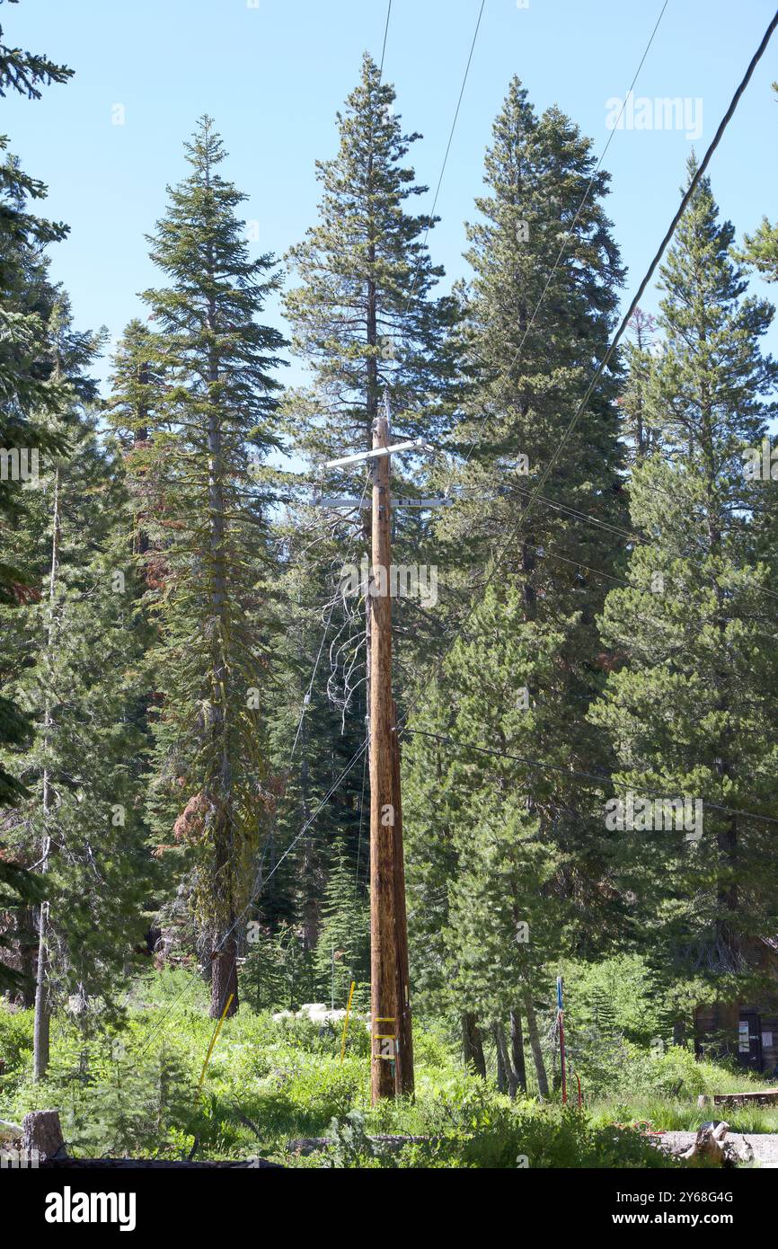 Power lines going through tall pine trees in the forest in Northern ...