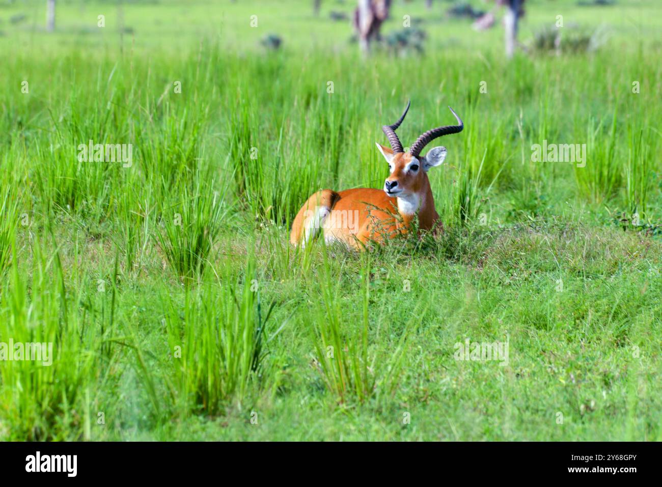 Lone kob hi-res stock photography and images - Alamy