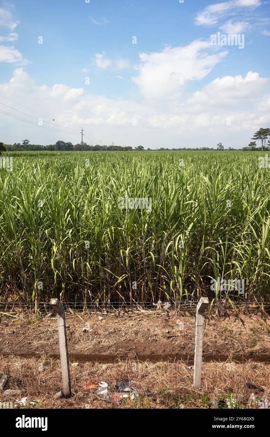 Sugar cane plantation behind barbed wire as seen from the road, Ecuador ...