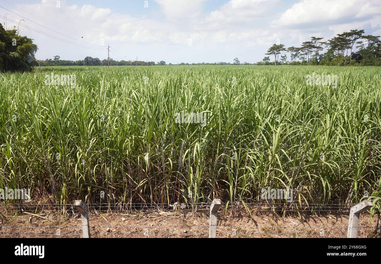 Sugar cane plantation behind barbed wire as seen from the road, Ecuador ...