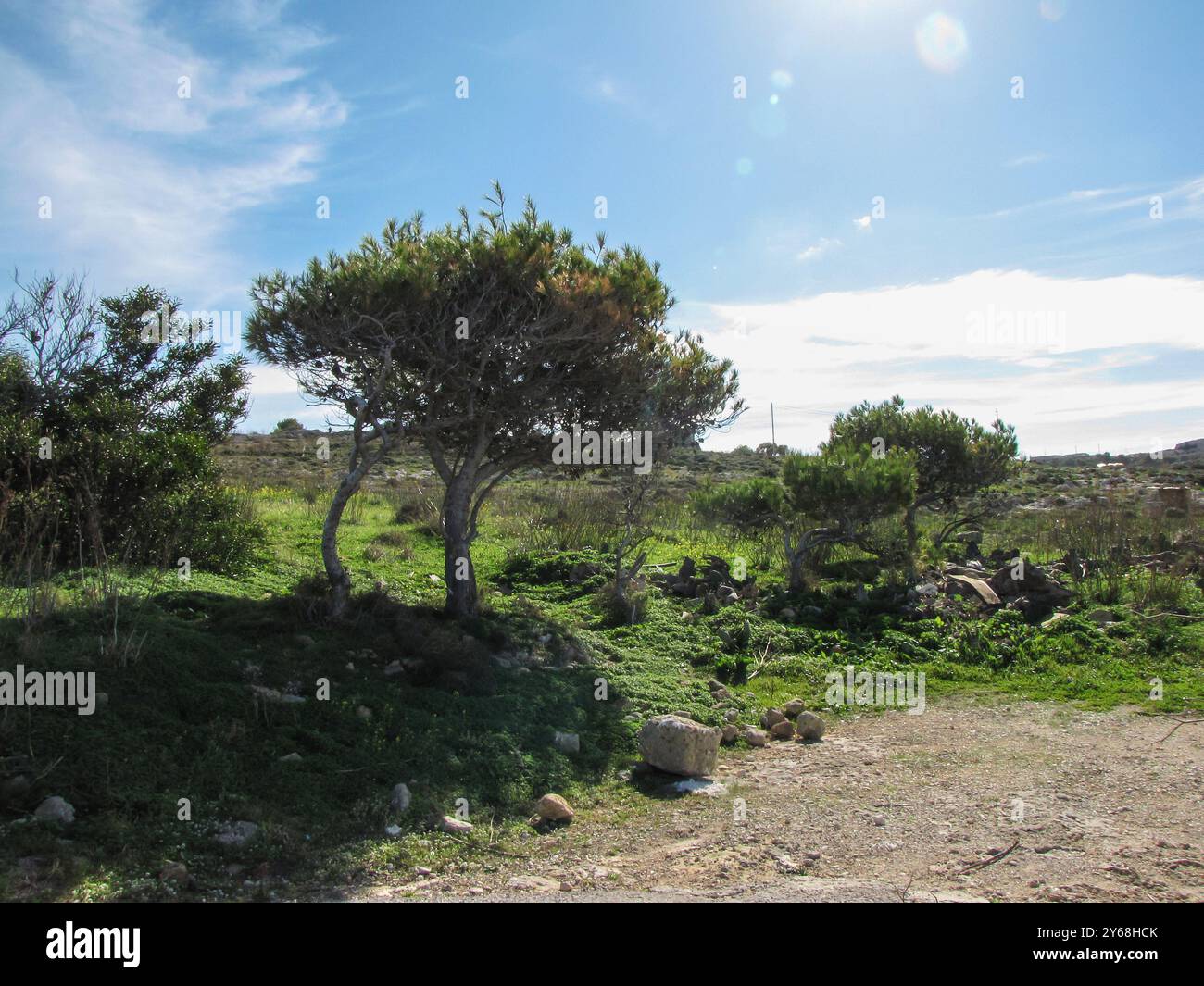 Tree hill pine outdoor hi-res stock photography and images - Alamy