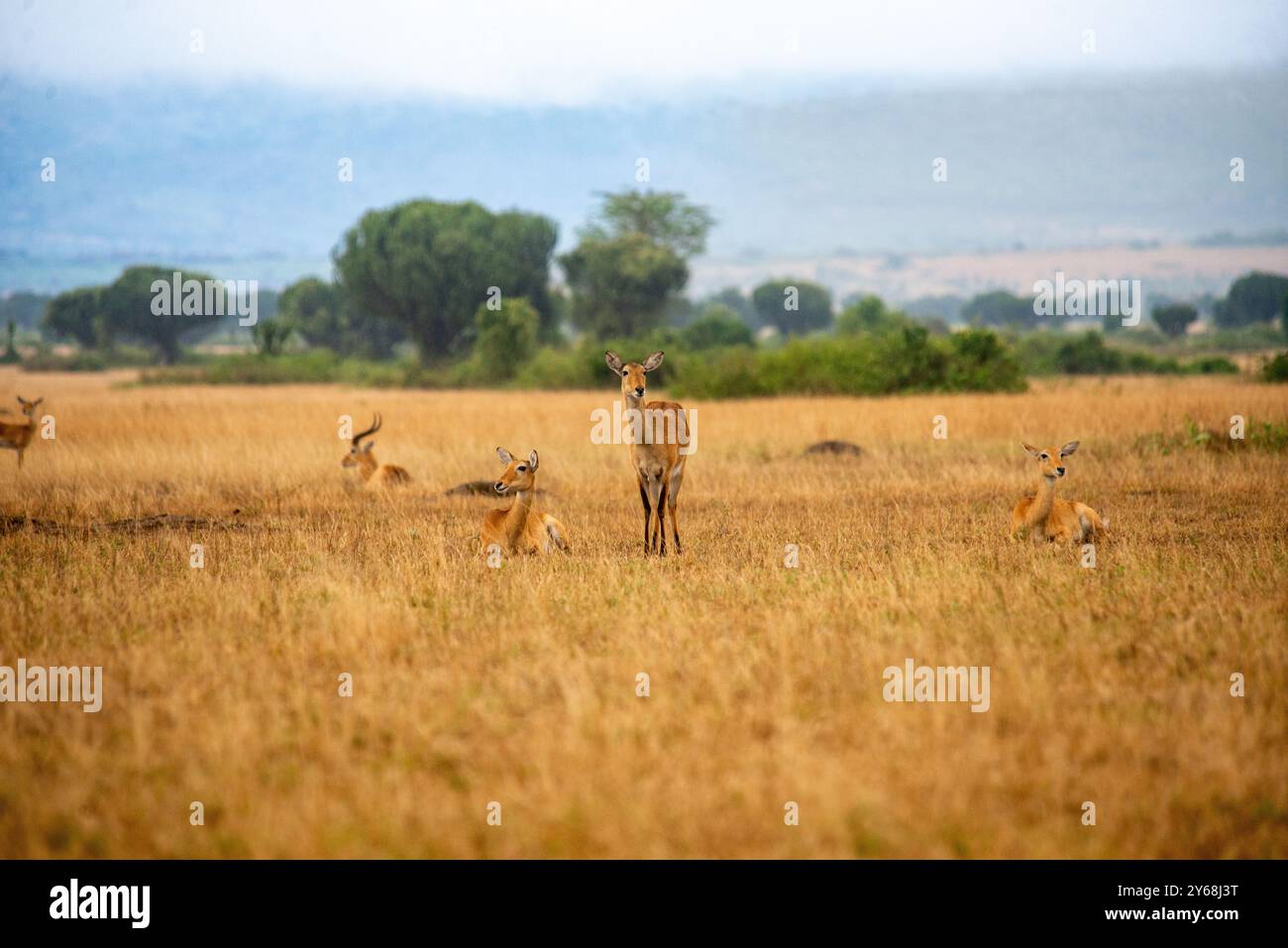 Uganda Kobs in Queen Elizabeth National Park Stock Photo - Alamy