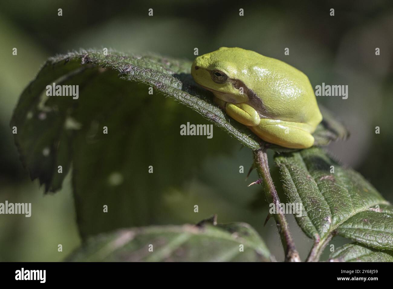 European holarctic true frog hi-res stock photography and images - Alamy