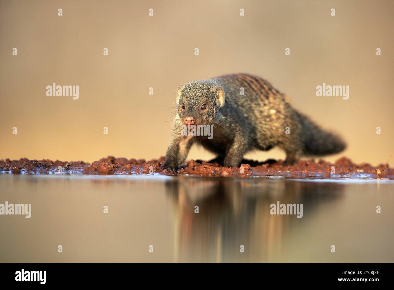 Zebra mongoose (Mungos mungo), adult, at the water, Kruger National ...