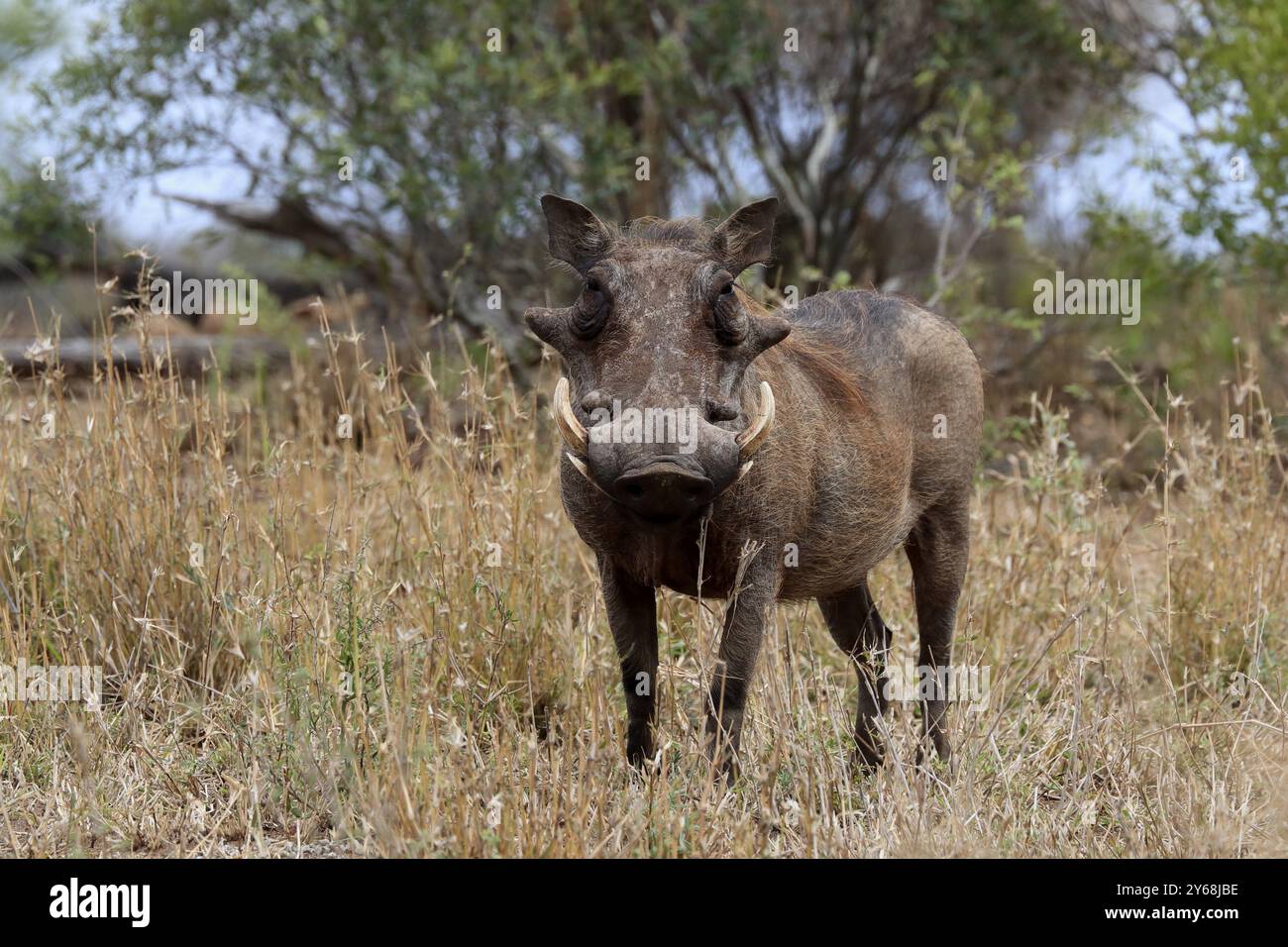 Warthog (Phacochoerus africanus), adult, foraging, alert, Kruger ...