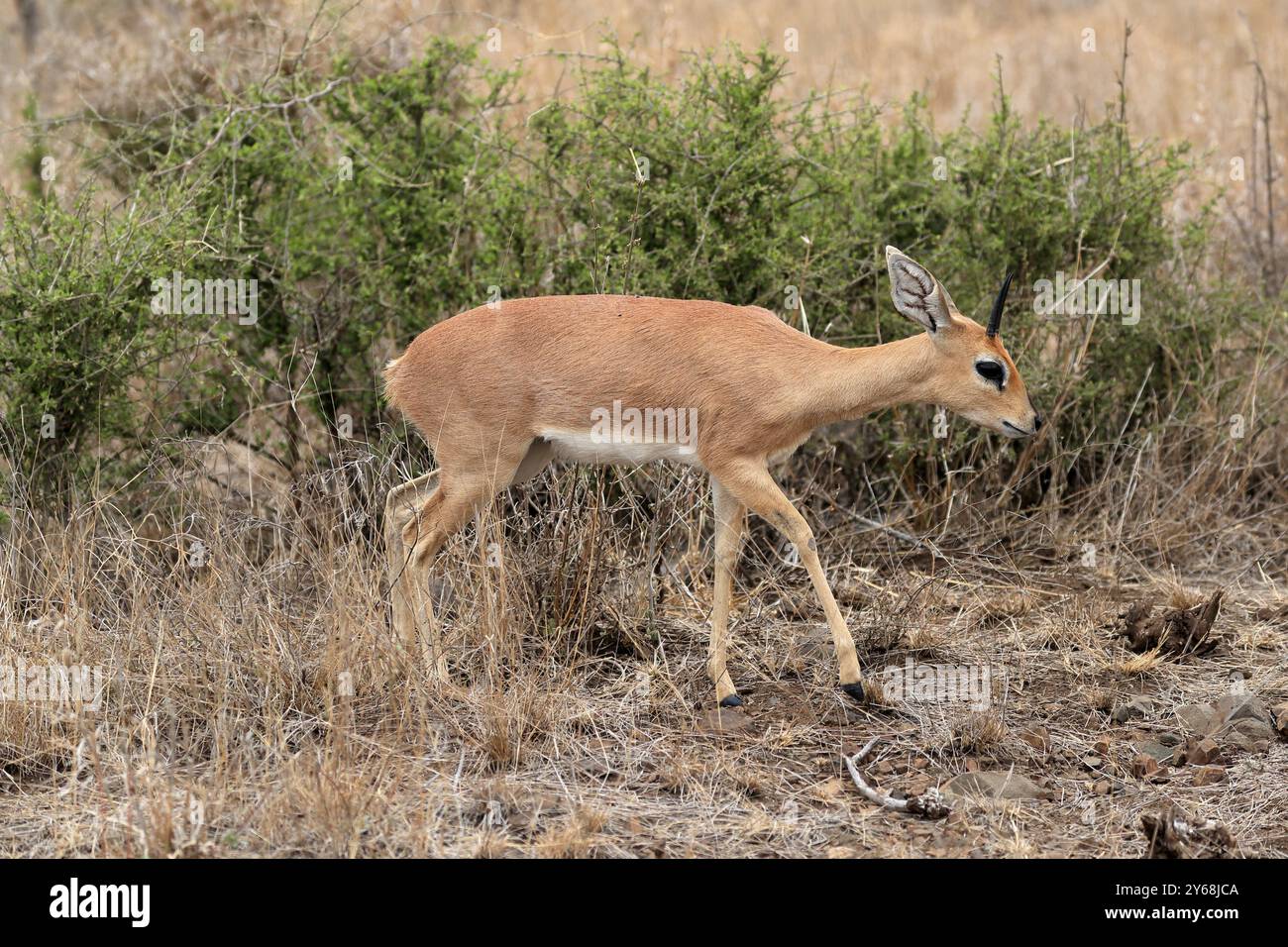 Steenbok (Raphicerus campestris), adult, male, running, foraging, alert ...