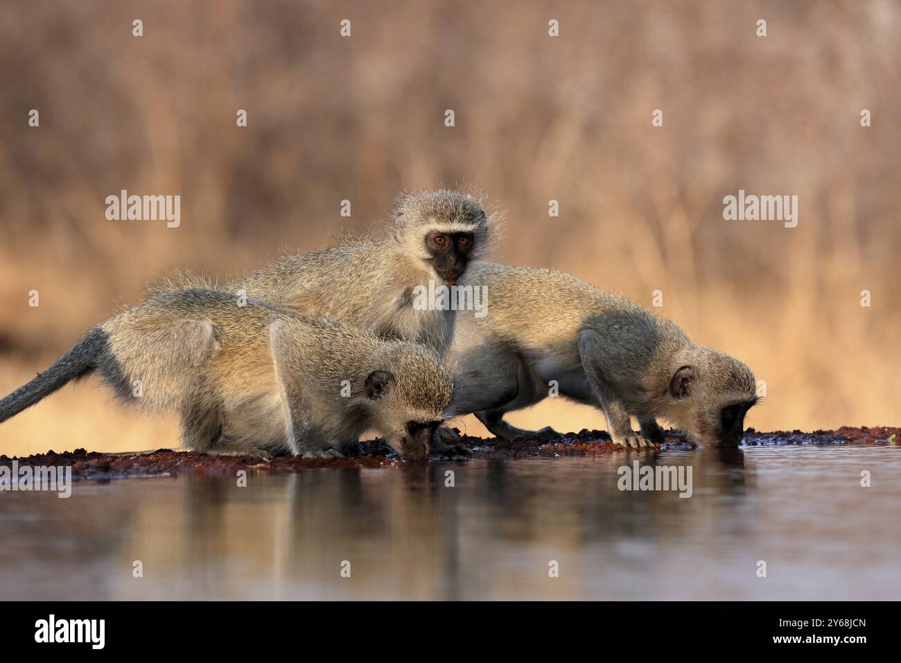 Vervet Monkey (Chlorocebus pygerythrus), adult, three animals, group ...