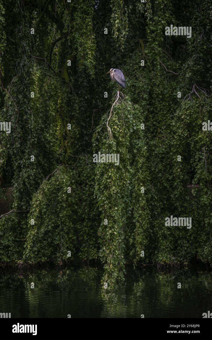 Green weeping beech (Fagus sylvatica), weeping beech with grey heron ...