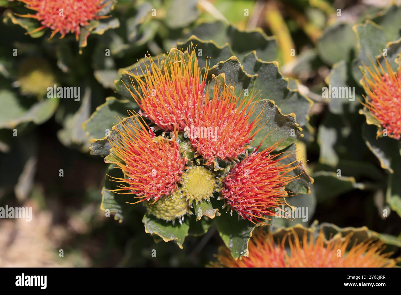 Pincushion protea (Protea Leucospermum erubescens), flower, flowering ...