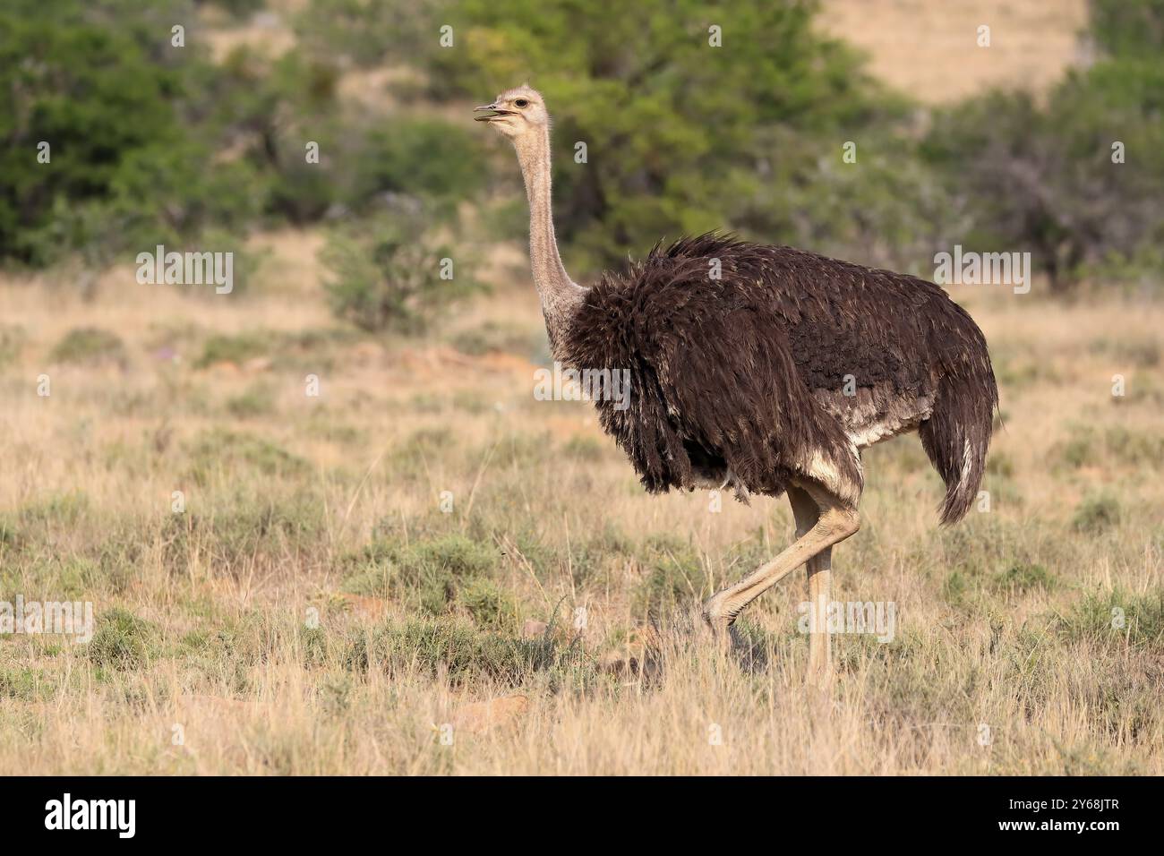 South African ostrich (Struthio camelus australis), common ostrich ...