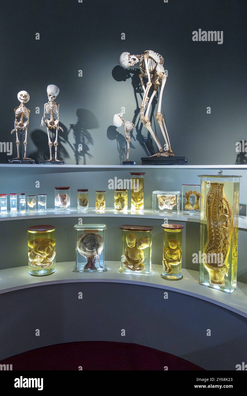 Universitys museums hi-res stock photography and images - Alamy