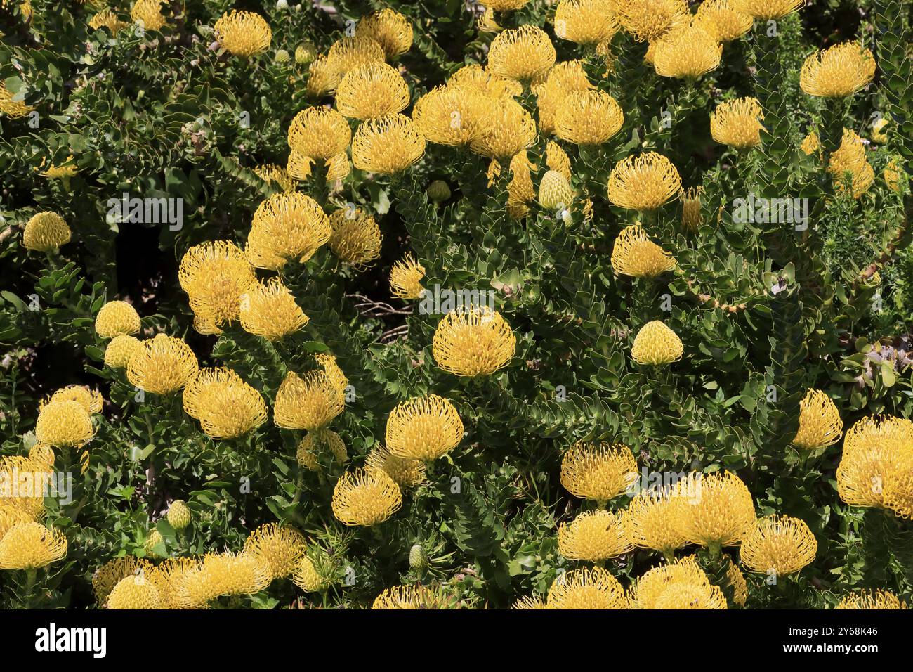 Pincushion protea (Leucospermum cordifolium), flower, flowering, silver ...