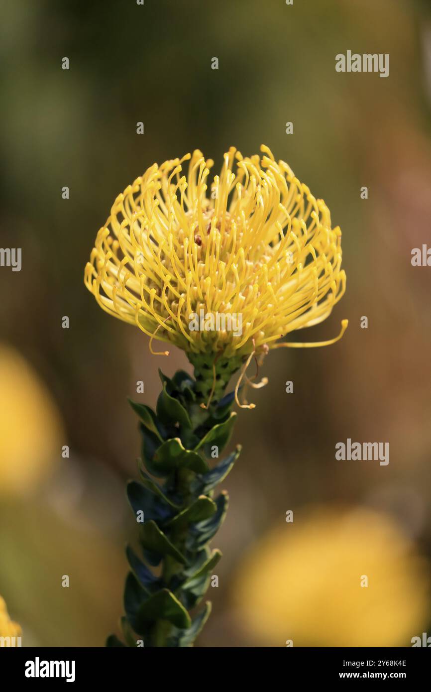 Pincushion protea (Leucospermum cordifolium), flower, flowering, silver ...