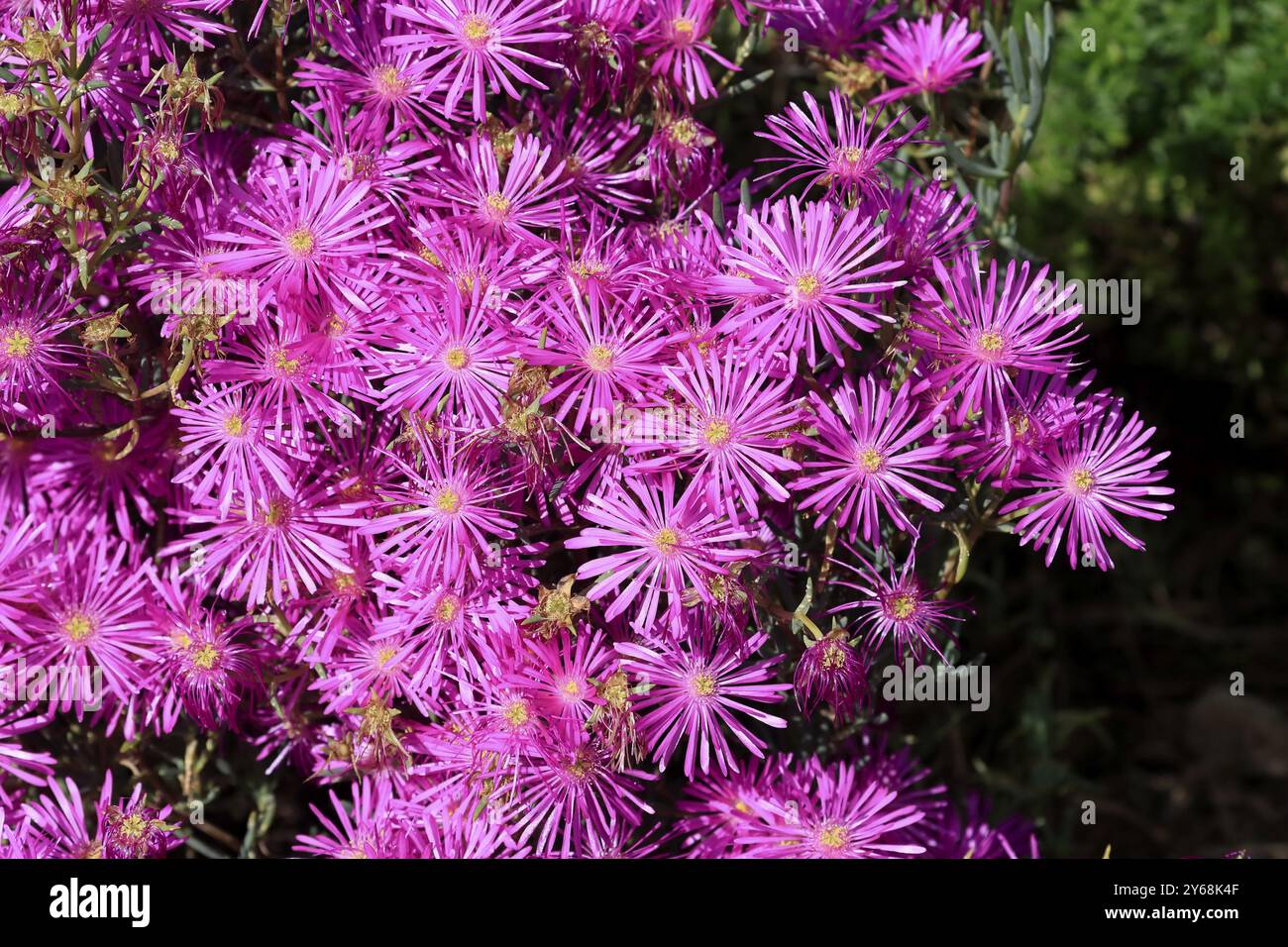 Midday flower (Delosperma), flower, in bloom, Kirstenbosch Botanical ...