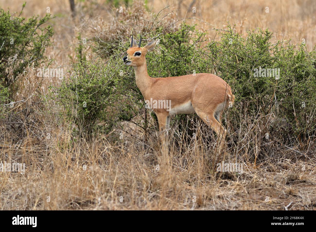 Steenbok (Raphicerus campestris), adult, male, feeding, vigilant, dwarf ...