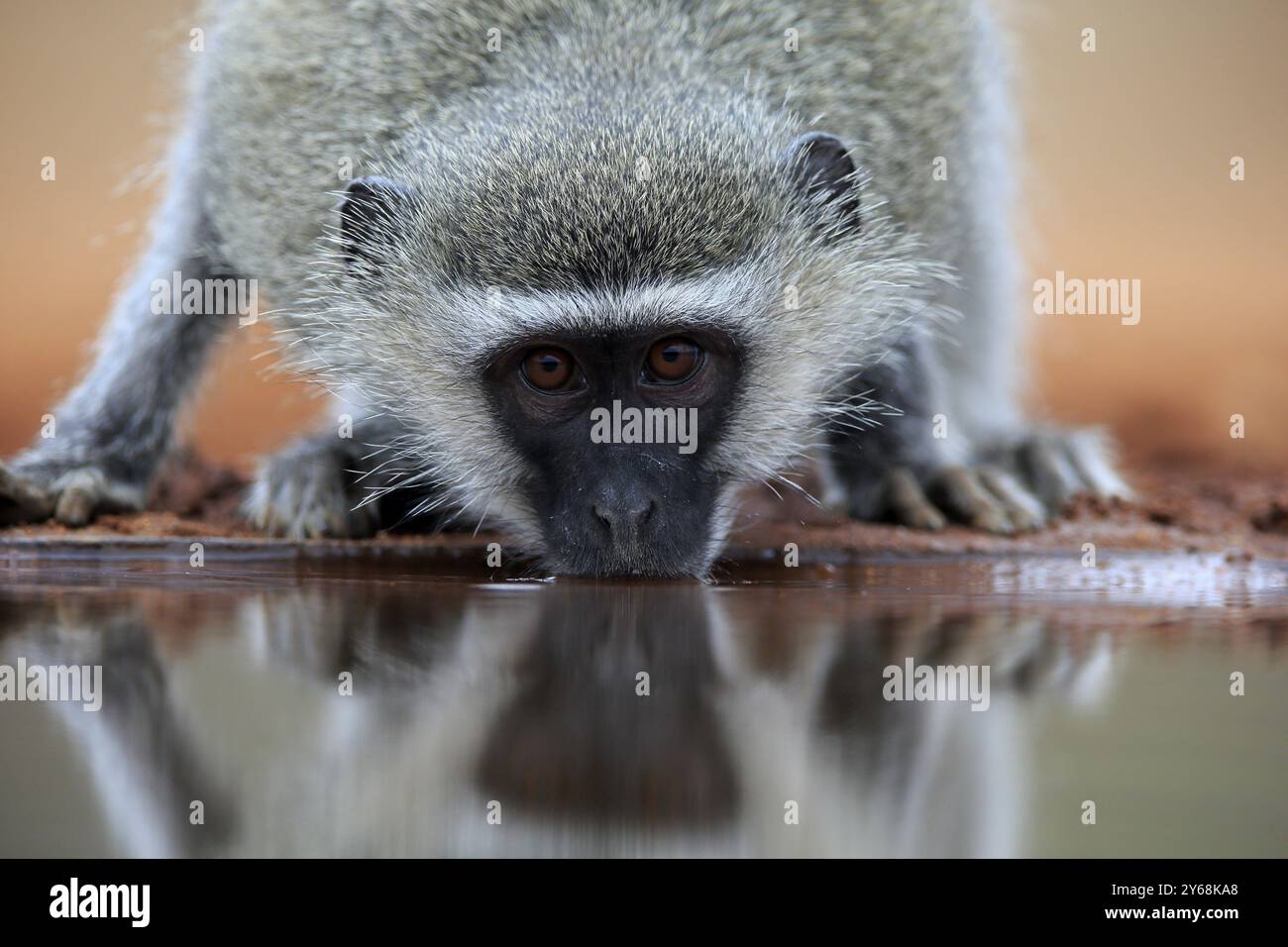 Vervet Monkey (Chlorocebus pygerythrus), adult, drinking, portrait, at ...