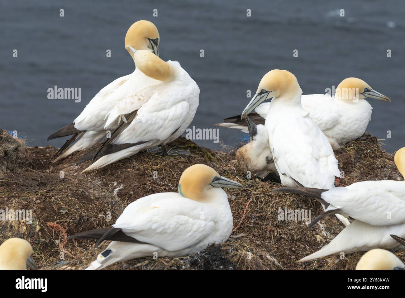 Breeding gannets (Morus bassanus) colony on the red sandstone cliffs of ...